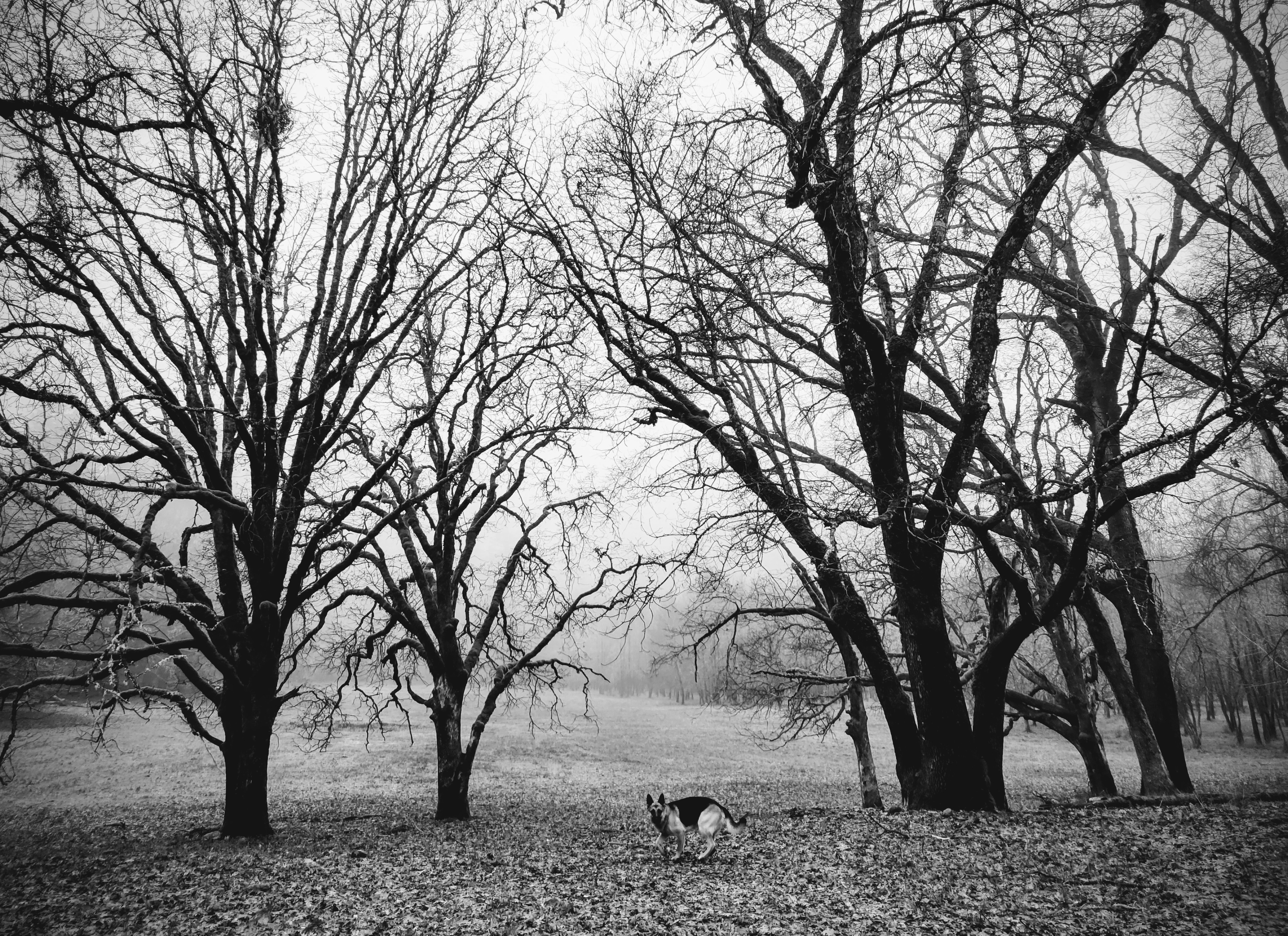 Simple musing. | Gin Getz