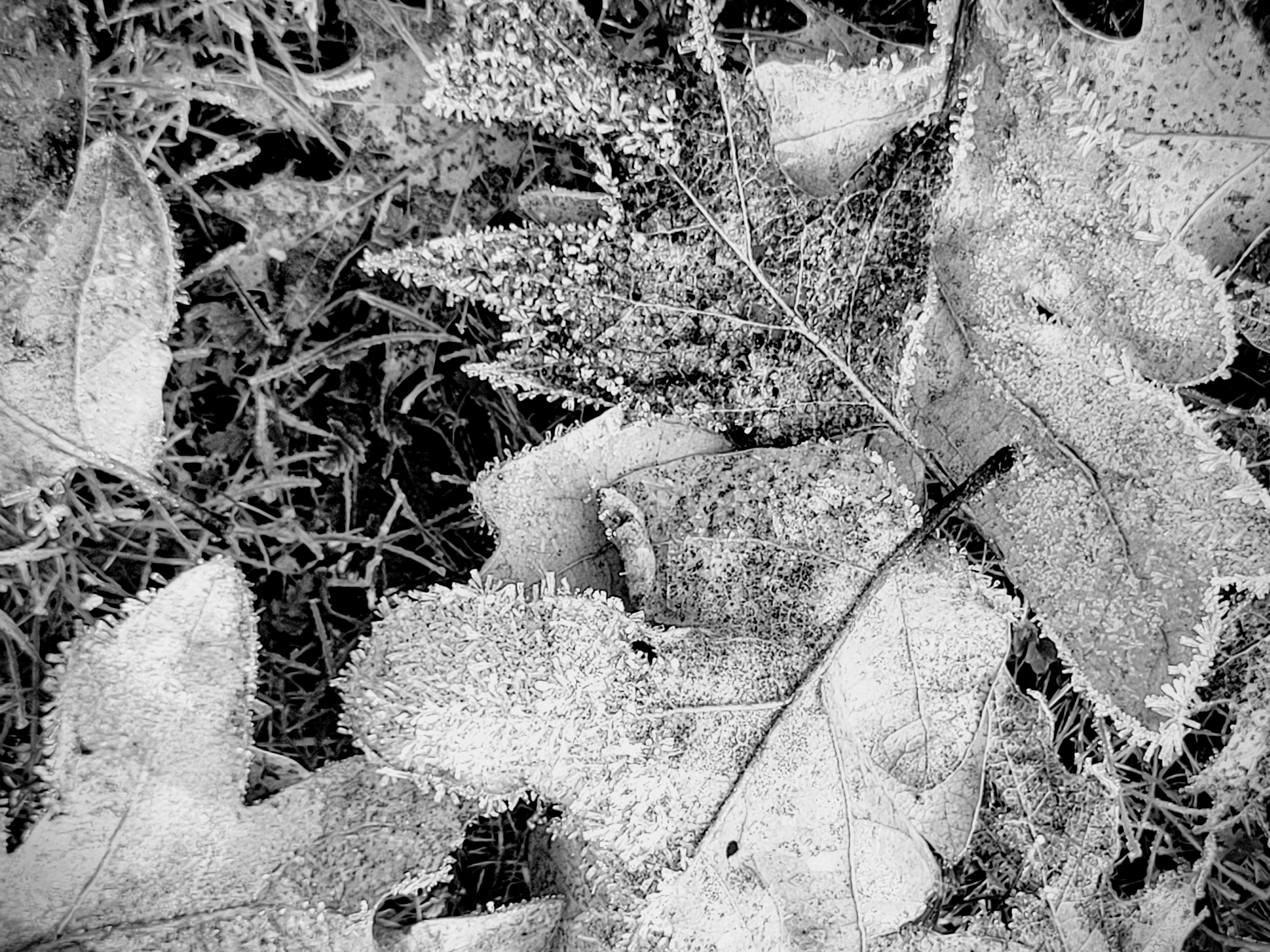 January leaves. | Gin Getz